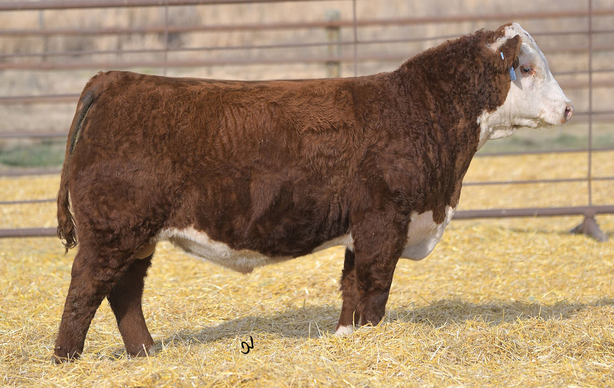 TH 523F 738C Sleep On 163H - Select Sires Beef