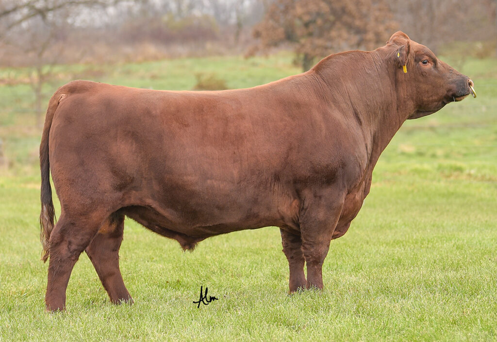Schuler Rise-N-Shine 9986 - Select Sires Beef