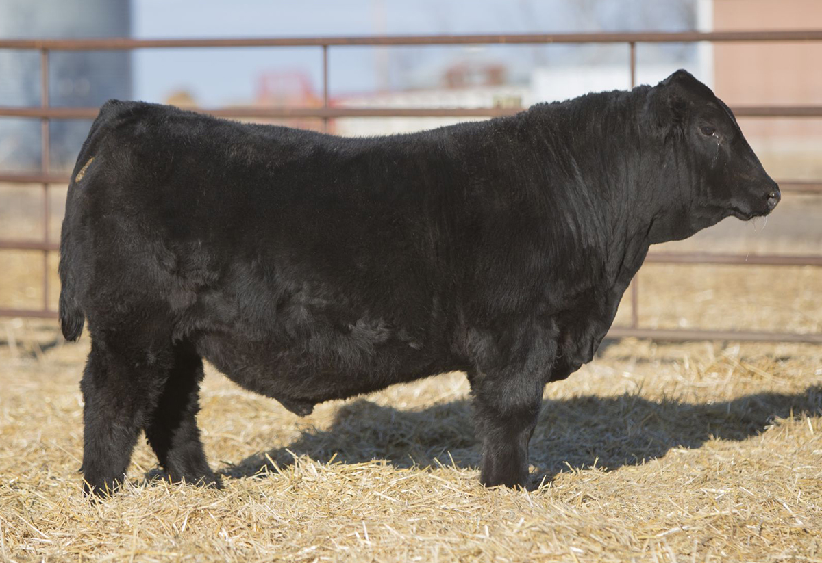 CDI Major Impact 280H - Select Sires Beef