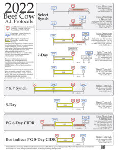 Beef Cow Synch Protocols - Select Sires Beef