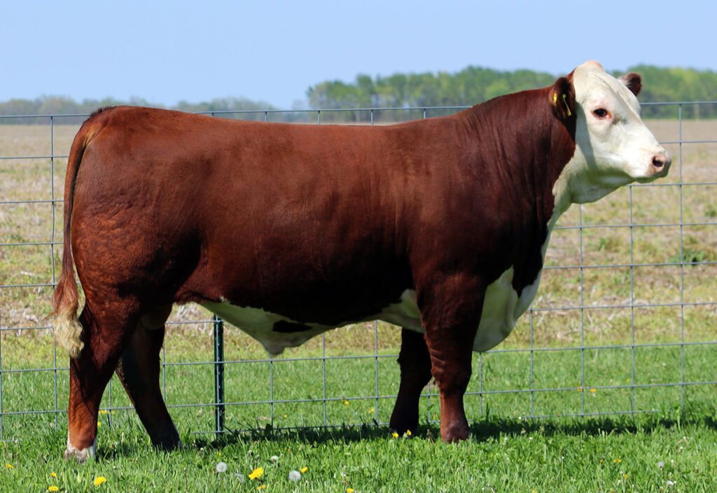 GG AA CERTIFIED 017H - Select Sires Beef