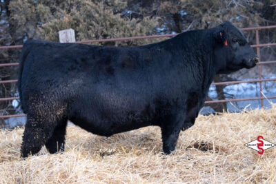 Angus - Select Sires Beef