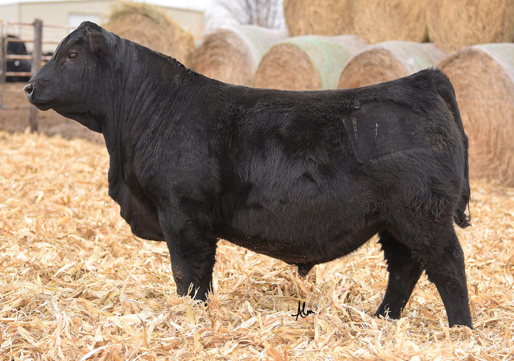 TBA Brunswick 1425 - Select Sires Beef