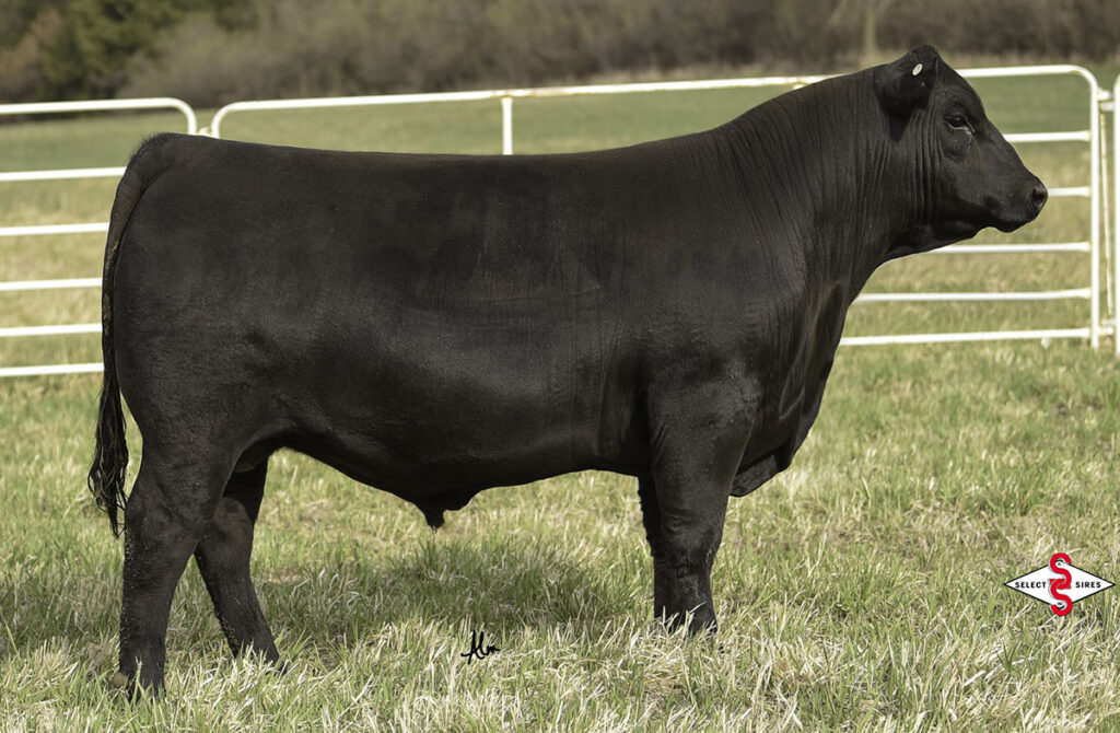 E&B Rival 175 - Select Sires Beef