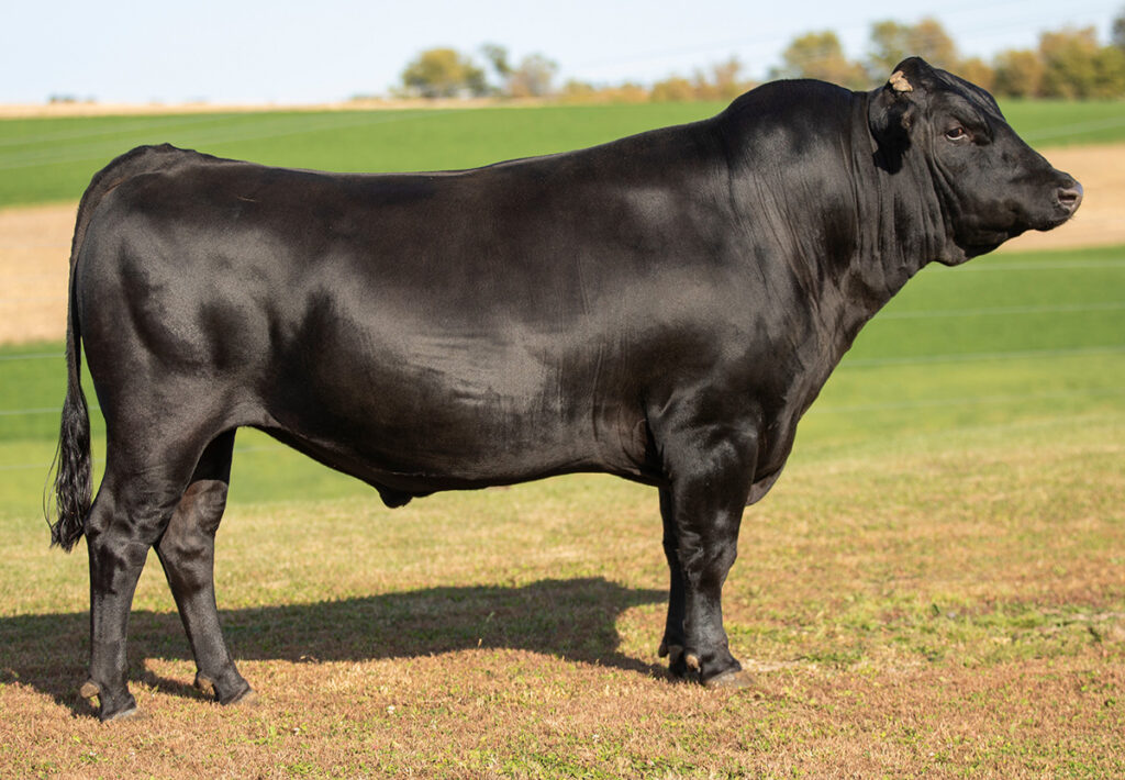 OCD Macho Mouse 404H ET - Select Sires Beef