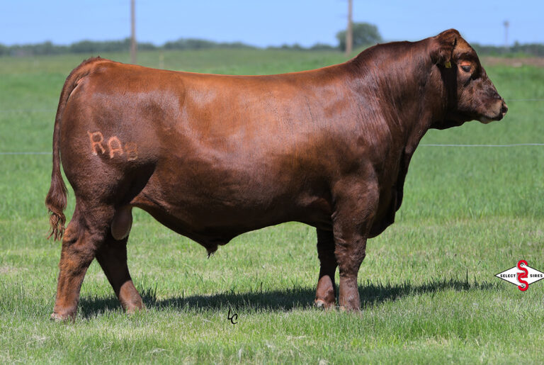 Red Angus - Select Sires Beef