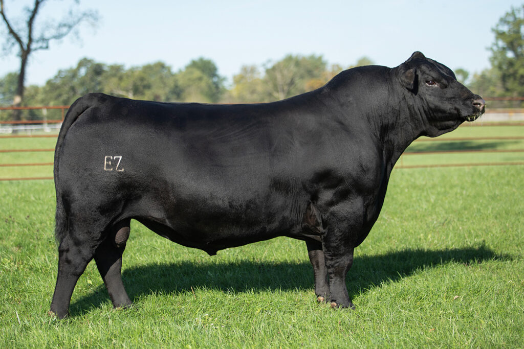 EZAR STEP UP 9178 - Select Sires Beef