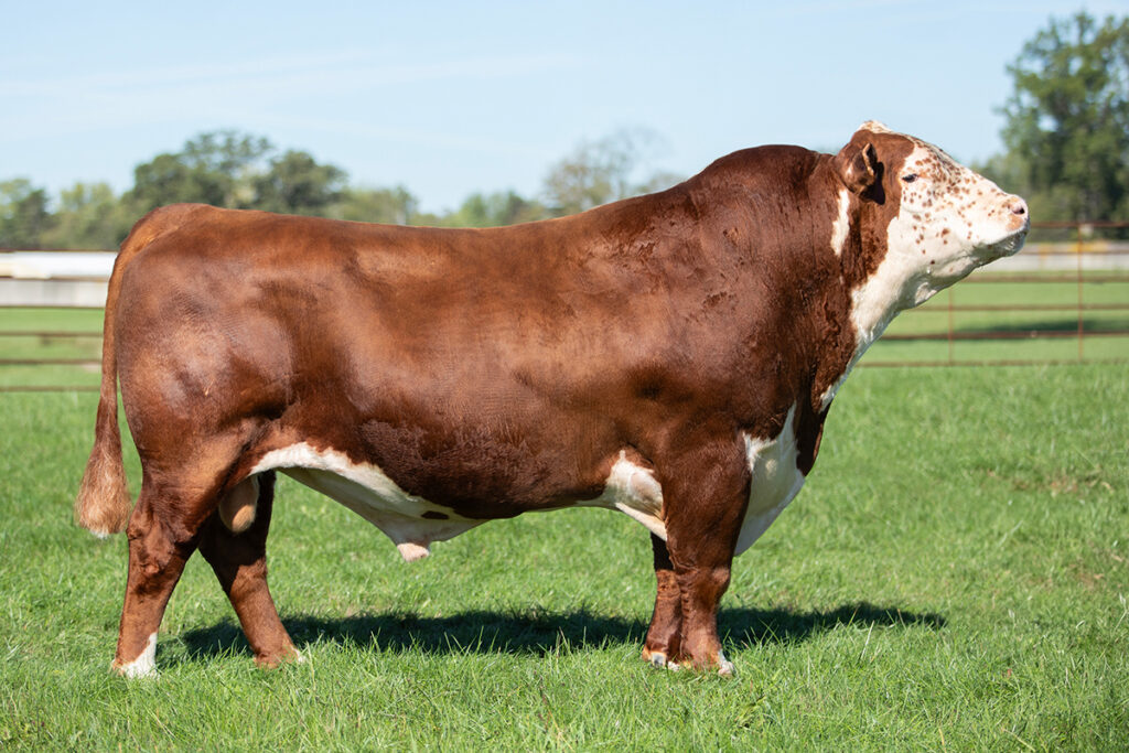 RST 5051 Small Town Kid 9023 - Select Sires Beef