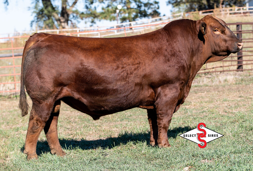CDI/NF HONOR GUARD 267H - Select Sires Beef