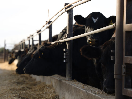 Articles - Select Sires Beef