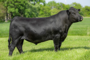 Simmental - Select Sires Beef