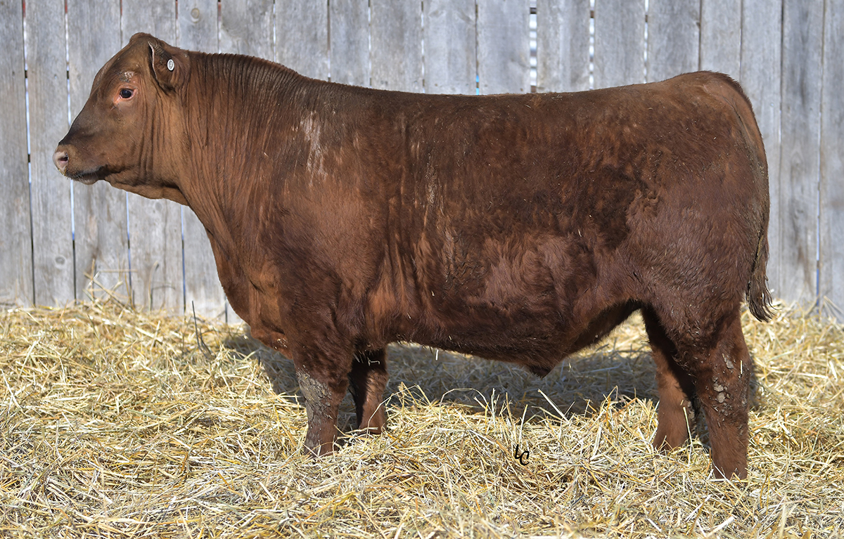 Bieber Checkmate K126 - Select Sires Beef