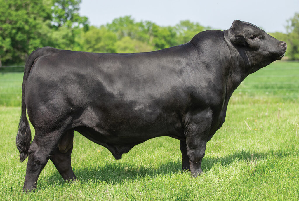 All American J109 - Select Sires Beef