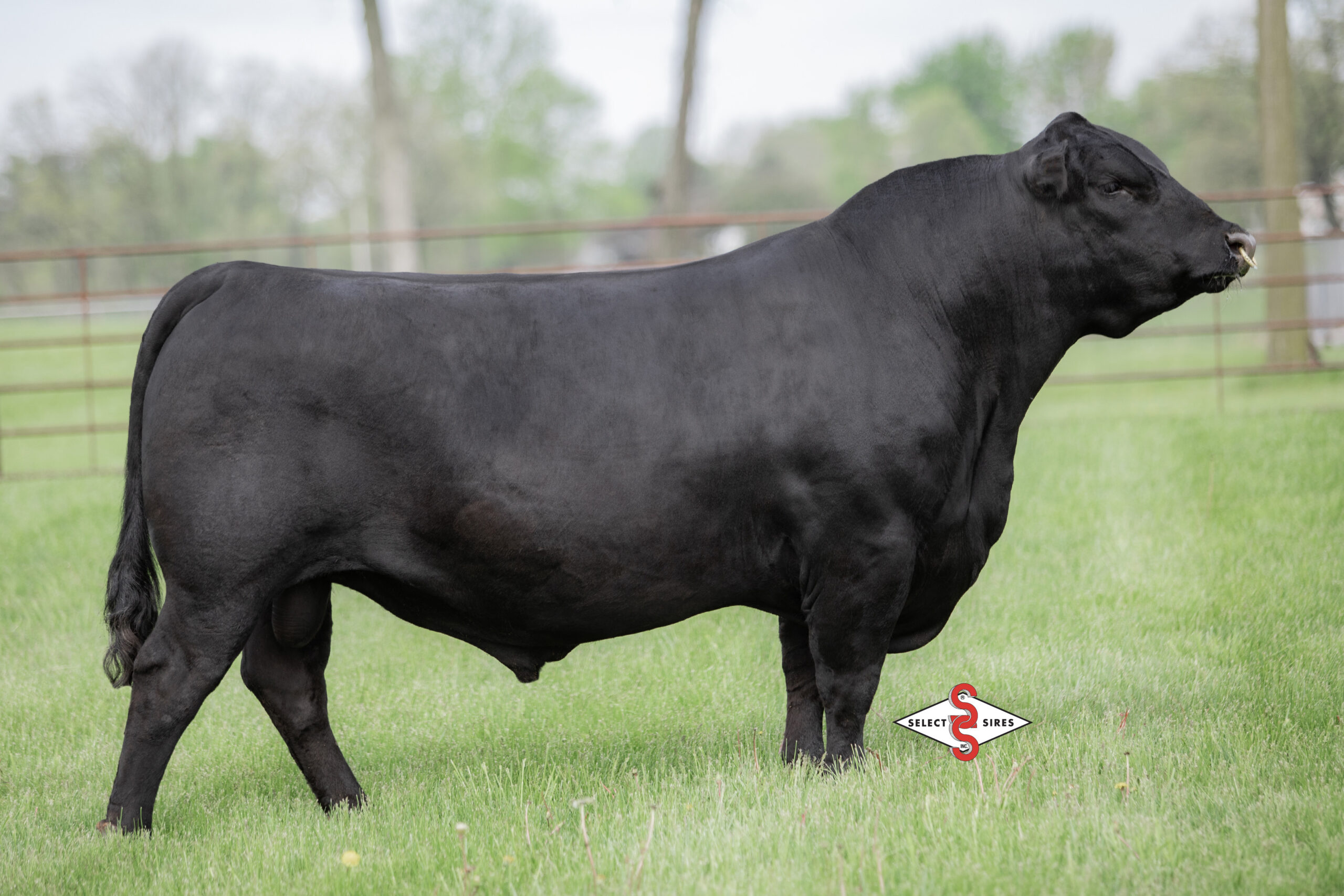 Deep Creek Square Deal - Select Sires Beef