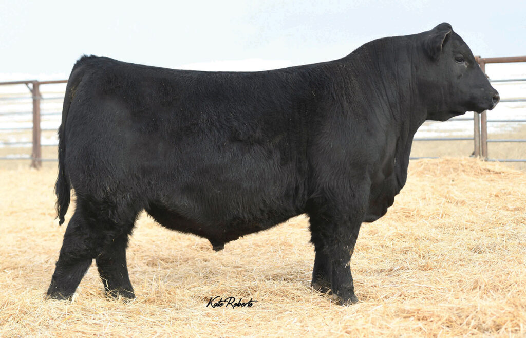 Deep Creek Square Deal - Select Sires Beef