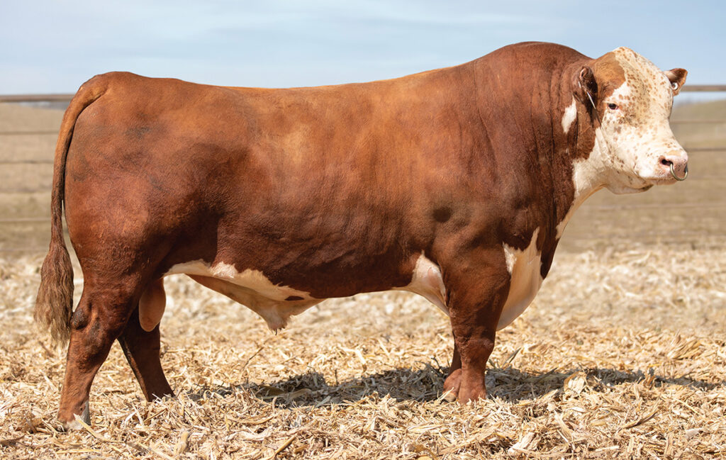 RST 5051 Small Town Kid 9023 - Select Sires Beef