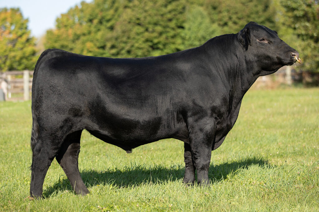 JC MR Pontiac D114K - Select Sires Beef