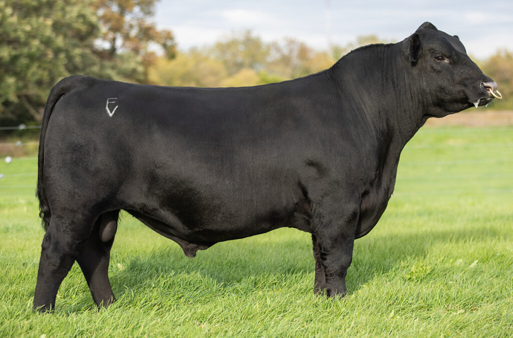 Riverbend Black Label J1810 - Select Sires Beef
