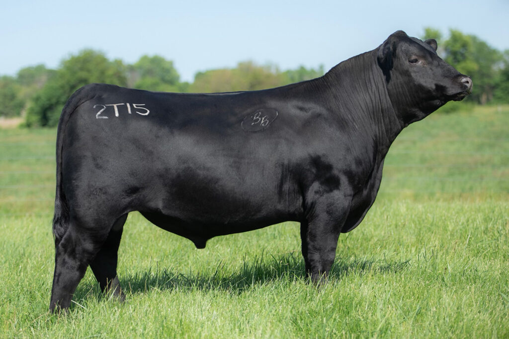B&B PREEMINENT - Select Sires Beef