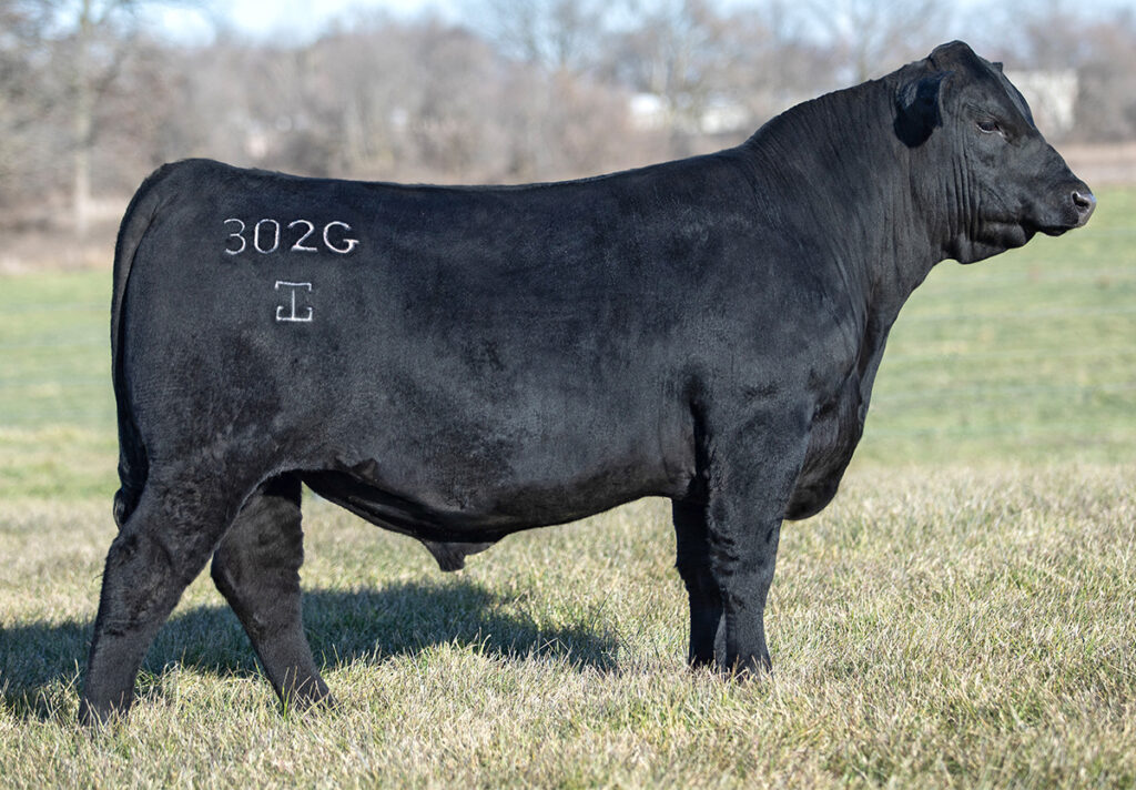 GAR HOME RUN - Select Sires Beef