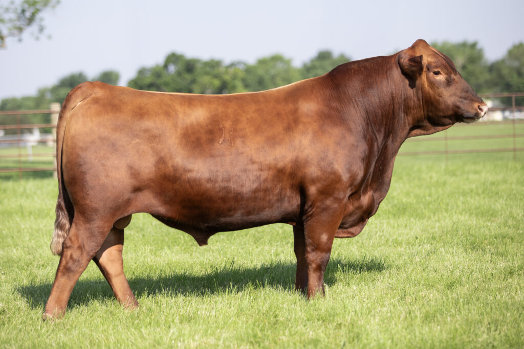 PIE Cadillac 3289 - Select Sires Beef
