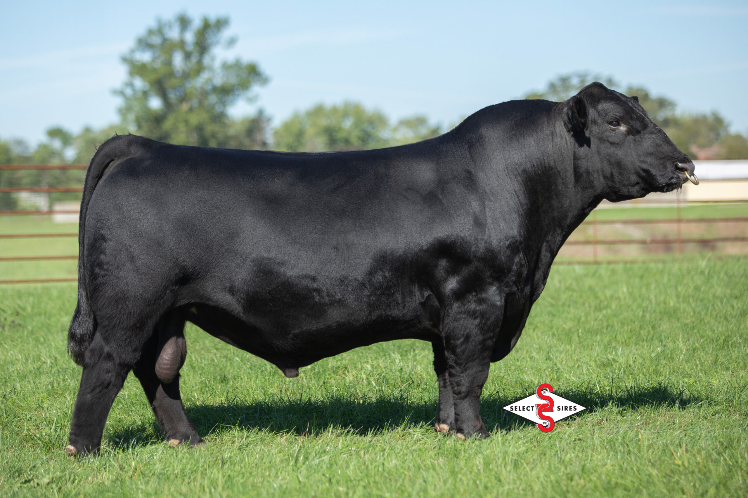 WHF Point Proven H45 - Select Sires Beef