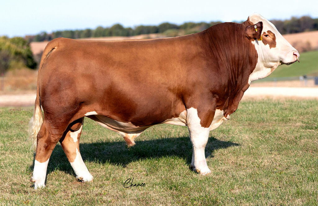 Brink Hilton L348 - Select Sires Beef