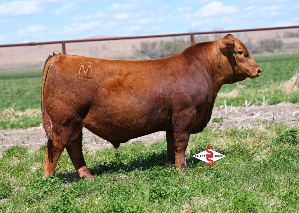 Mushrush Top Secret M126 - Select Sires Beef