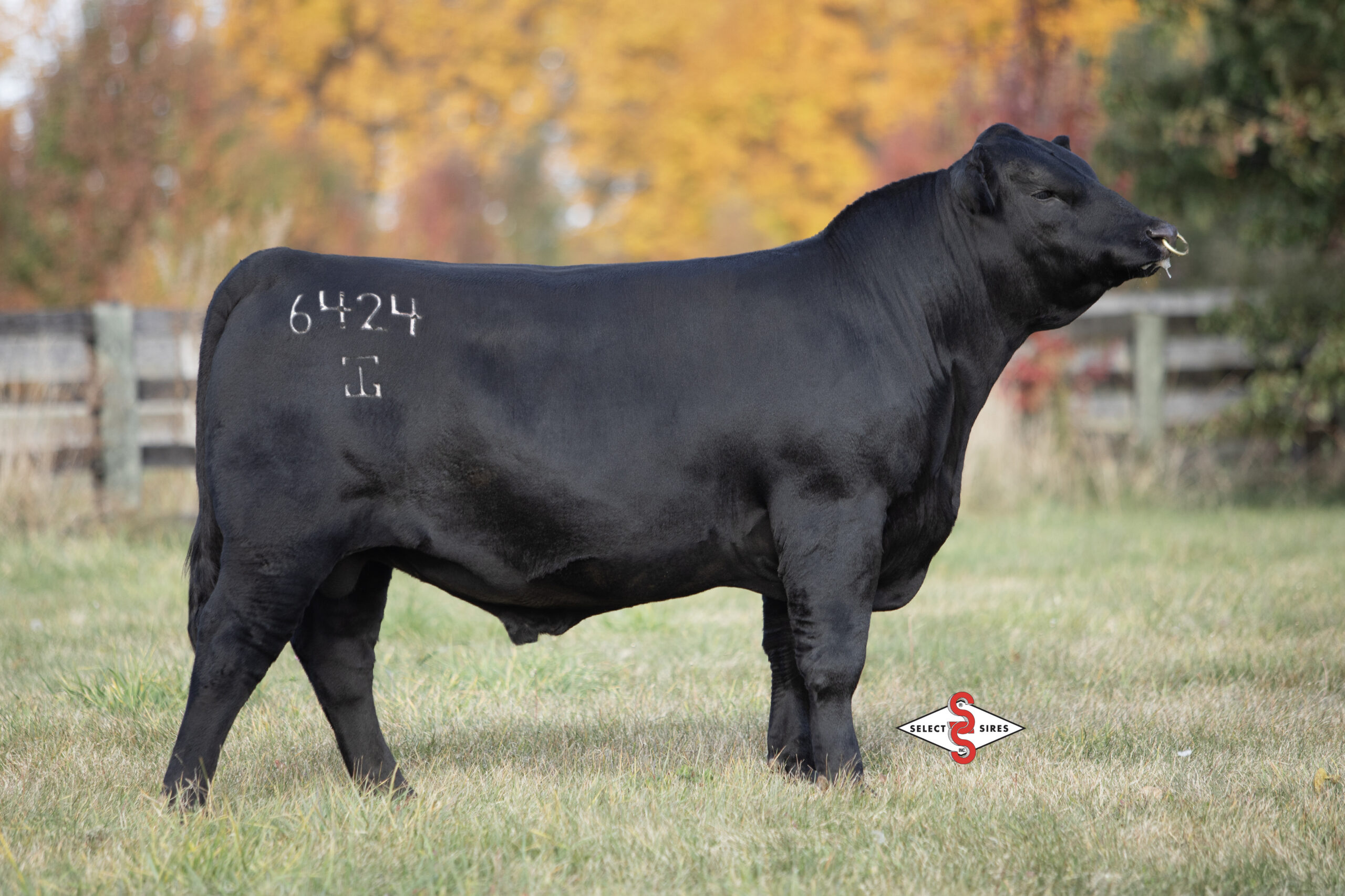 G A R Grand Slam - Select Sires Beef